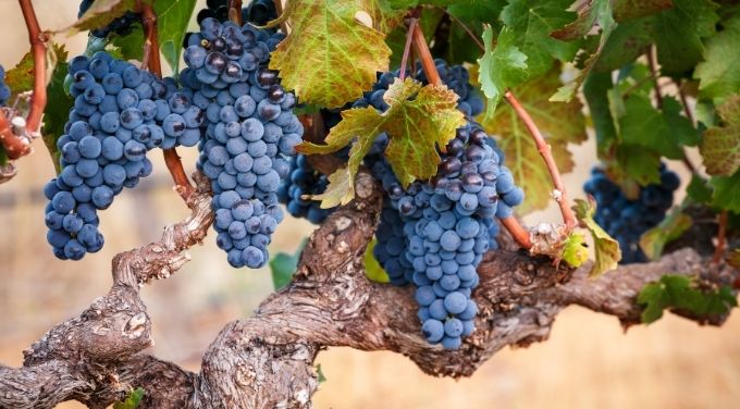 Discover Australian Shiraz with Emma Symington MW (webinar) | Wine ...