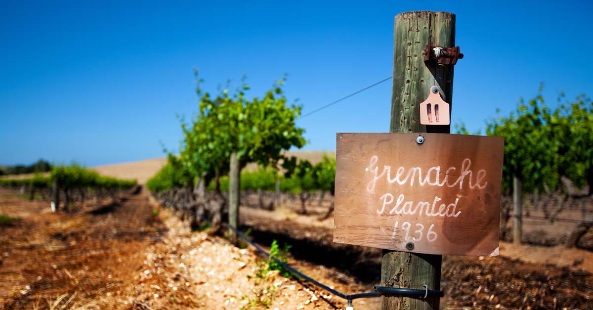 Understanding Grenache or Garnacha | Wine & Spirit Education Trust