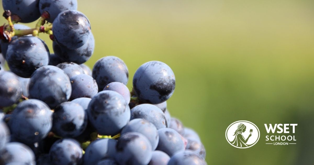 Variety in focus: Merlot (virtual tasting for Diploma students only, UK ...