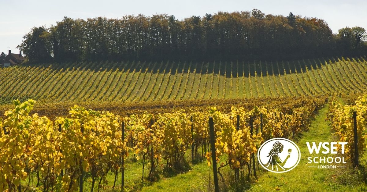 A celebration of English wine for English Wine Week | Wine tasting at ...