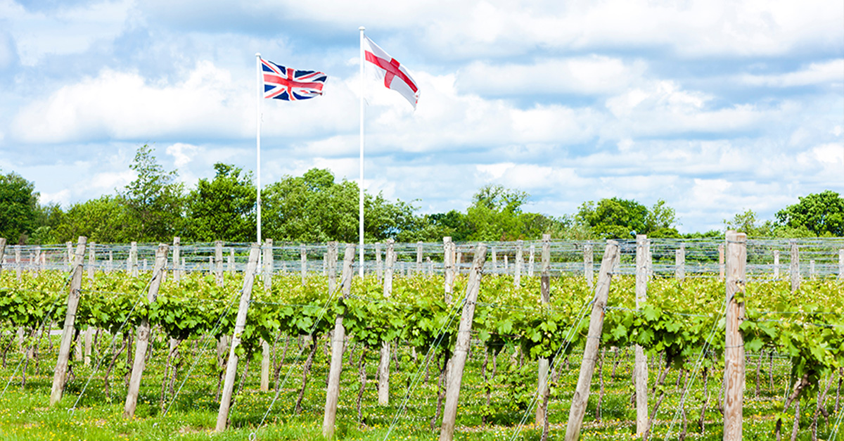 Introduction to English wine - English Sparkling wine guide | Wine ...