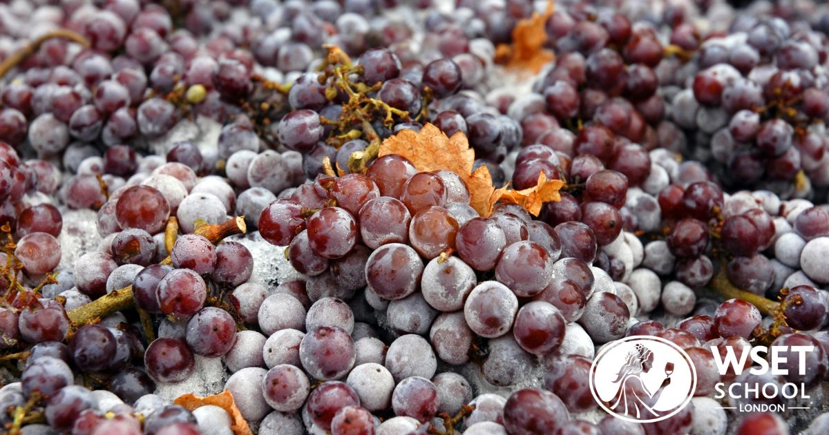 Variety in focus: Pinot Gris/Pinot Grigio (Diploma students only ...