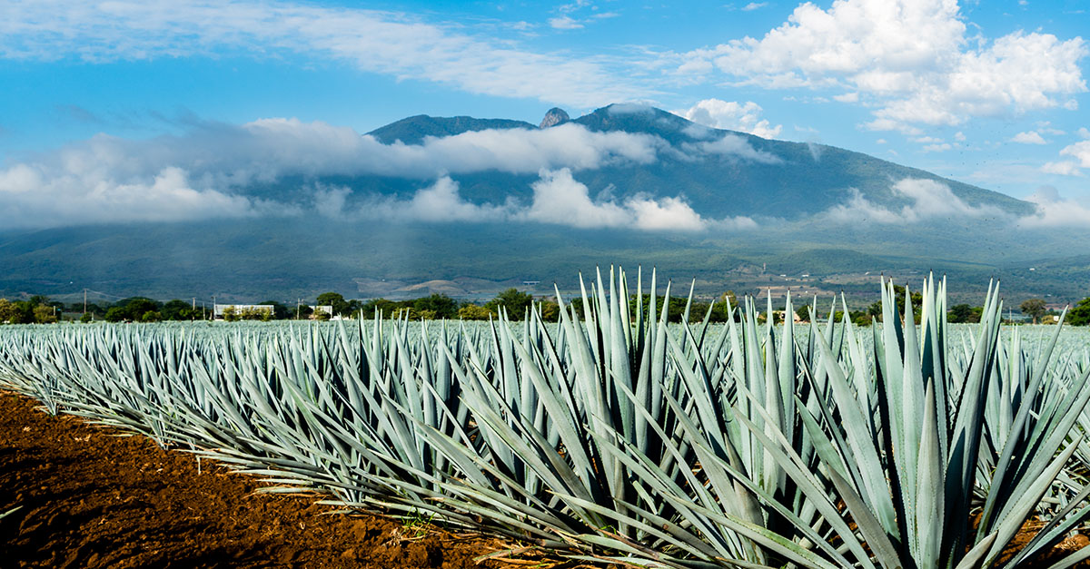 Level 2 Award in Spirits - zh-Hant | Wine & Spirit Education Trust