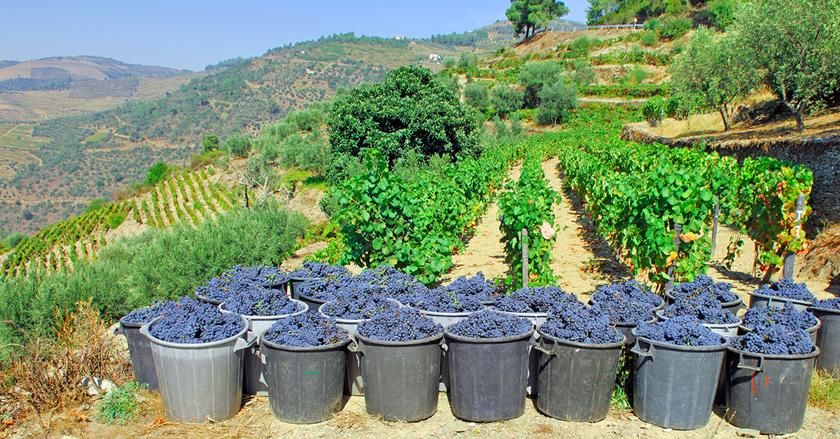 What is Port wine? | Wine & Spirit Education Trust