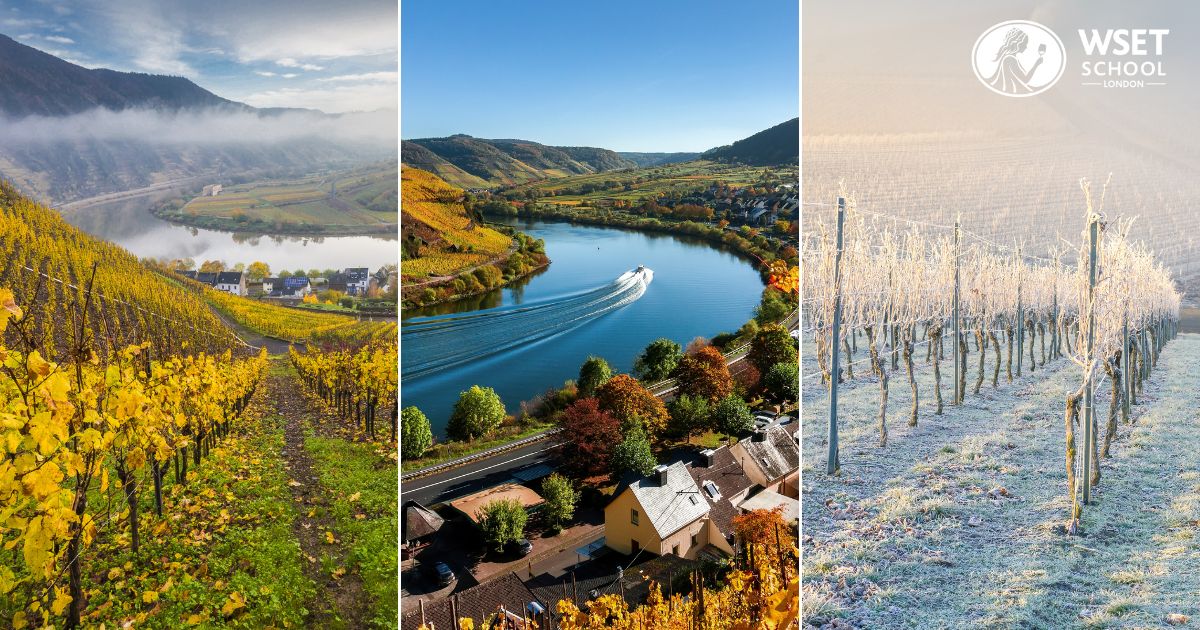The Germany series | Wine tasting at WSET School London | Wine & Spirit ...
