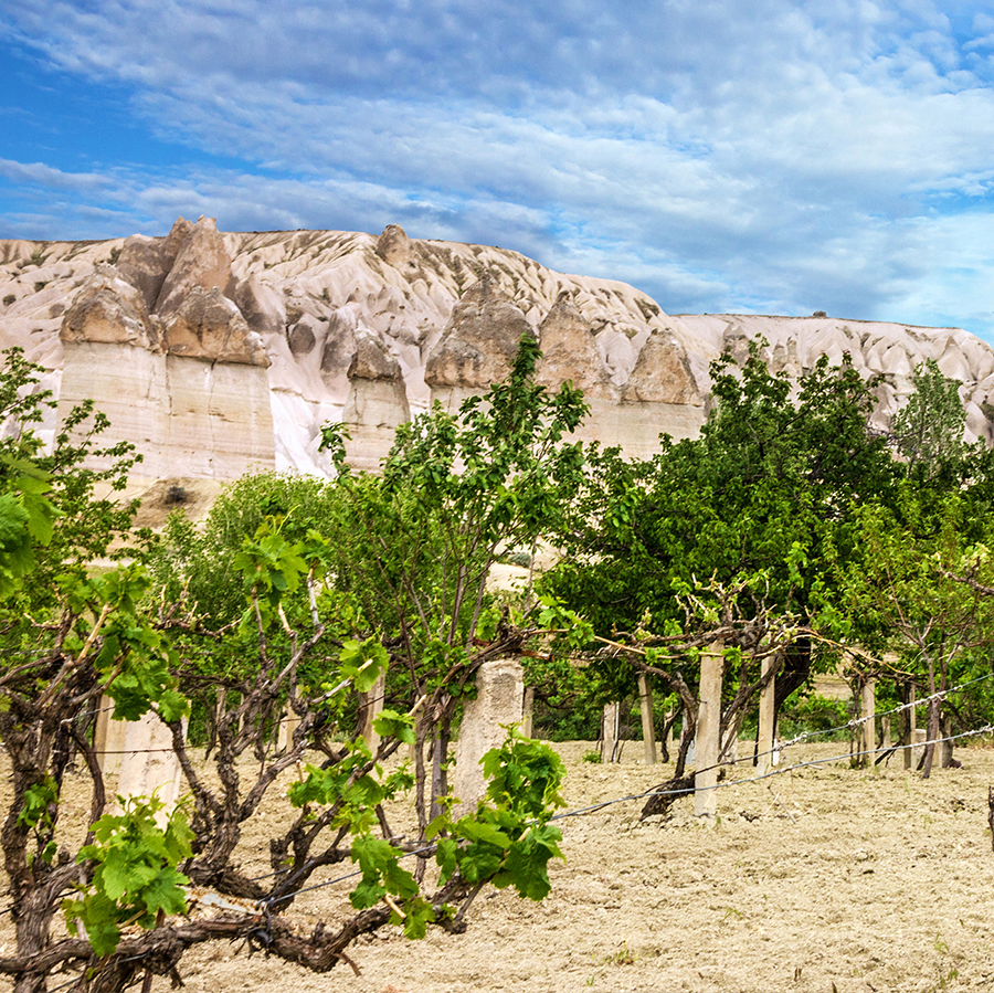 Wines of Turkey: A journey through Turkish wines | WSET | Wine & Spirit ...