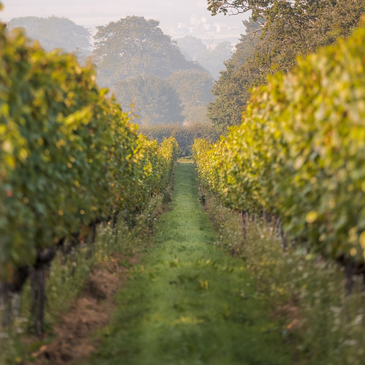 WSET School London on tour: Artelium and Everflyht | Wine & Spirit ...