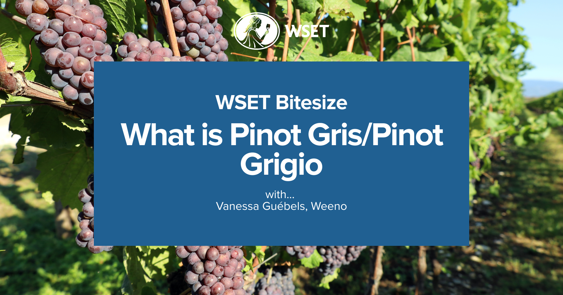 WSET Bitesize - What is Pinot Gris/Pinot Grigio? | Wine & Spirit ...