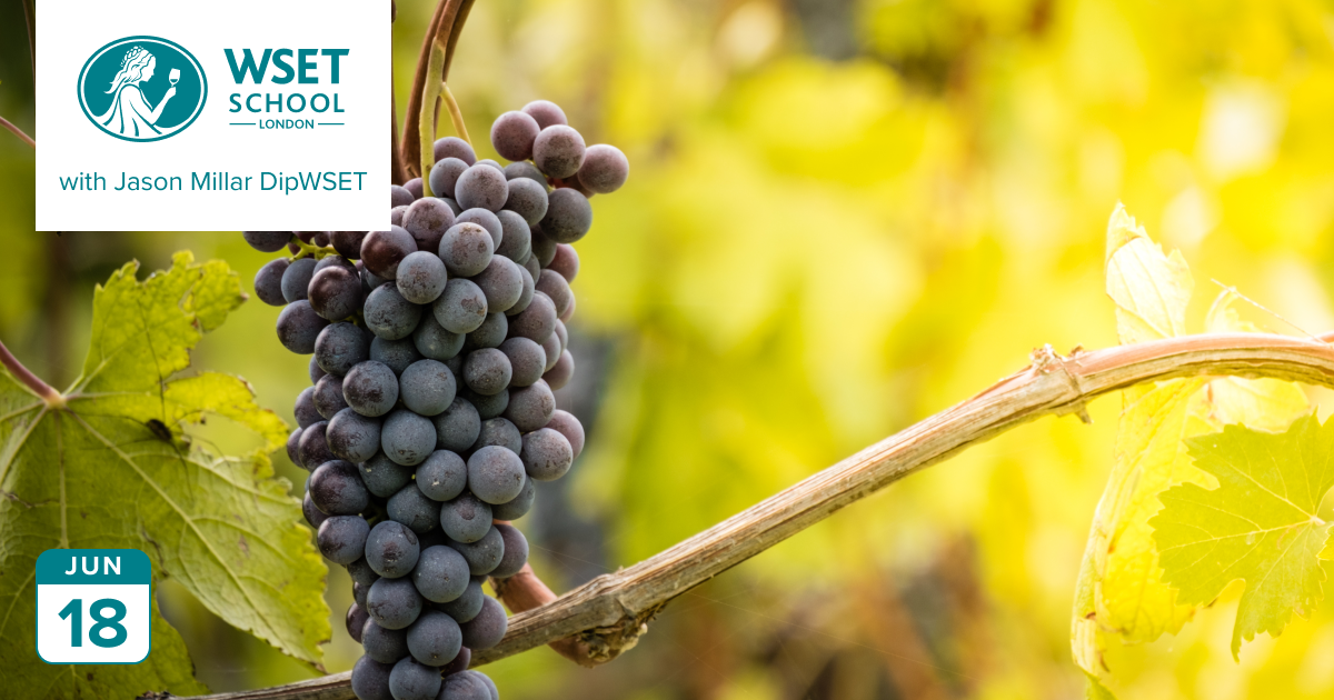 Return of the natives: Indigenous grapes of Italy | Wine tasting | Wine ...