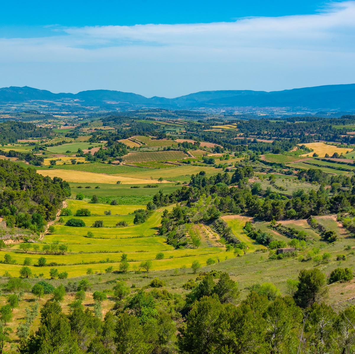 What you need to know about Cava | Wine & Spirit Education Trust