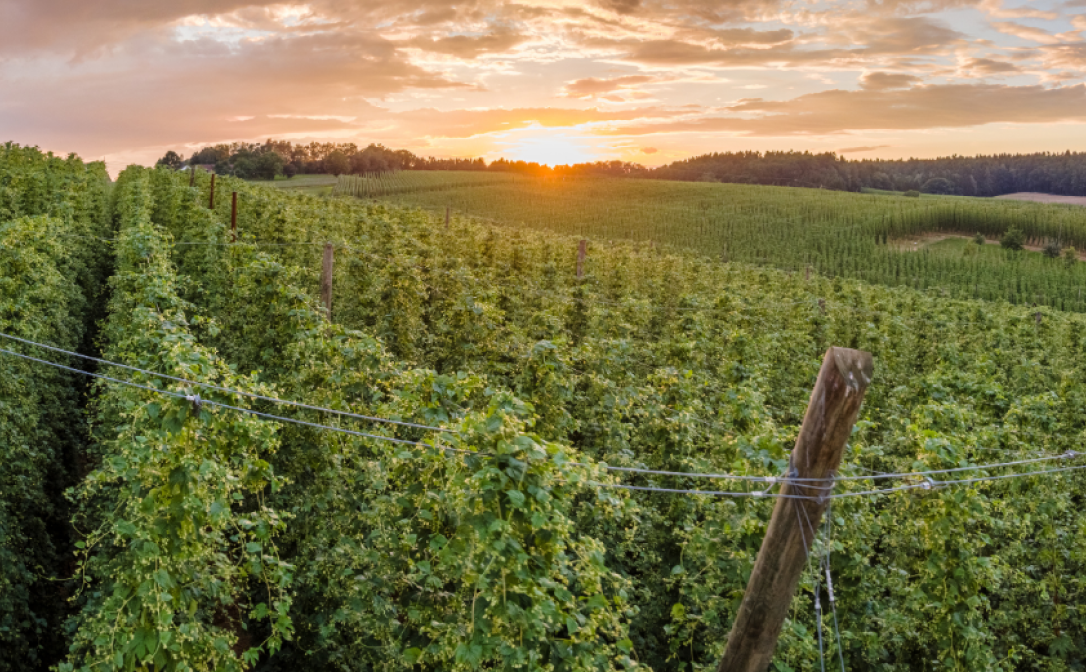 How much do you know about the hop plant? What are hops? | Wine ...