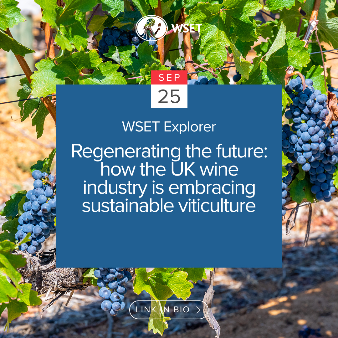 Regenerating the future: how the UK wine industry is embracing ...