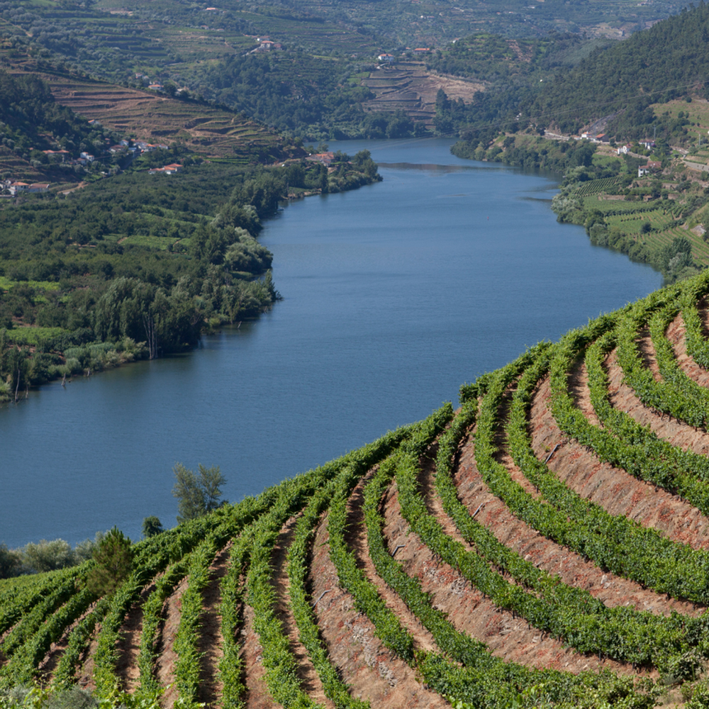 Three Douro subregions that define Port | Wine & Spirit Education Trust