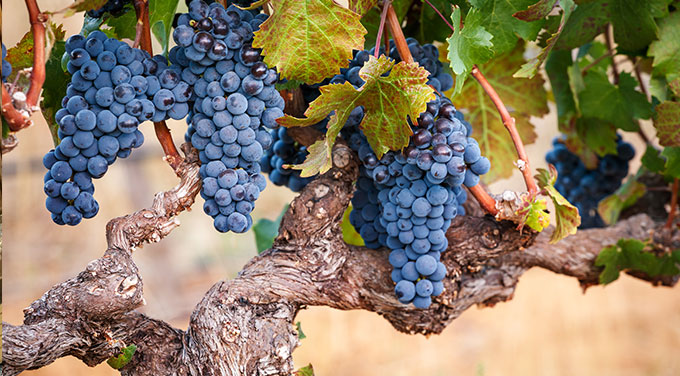 Tastings and Events | Wine & Spirit Education Trust